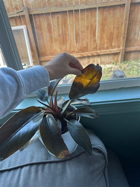 Blushing Philo Or Black Cardinal R Plantclinic