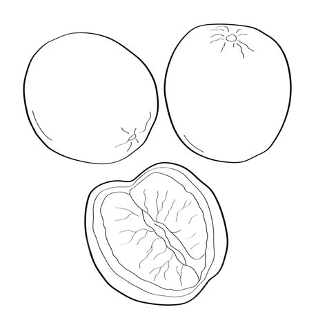 Handdrawn Doodle Icon Of An Orange A Vector Illustration In Black And White Vector Whole