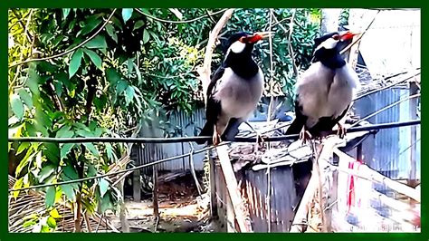 জোড়া শালিক। Jora Shalik। আমি কৃষক। Ami Krishok। Youtube