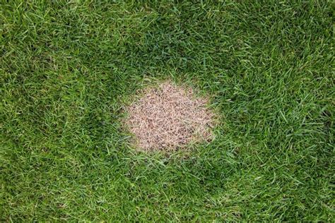 Why Is My Grass Dying In Patches