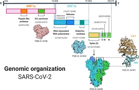 Graphical Illustration Of The Genomic Regions Of Sars Cov 2 The Two