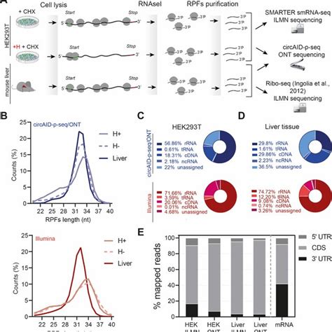 Ribosome Profiling Analysis Comparison Circaid P Seq Ont Vs Ribo Seq Download Scientific