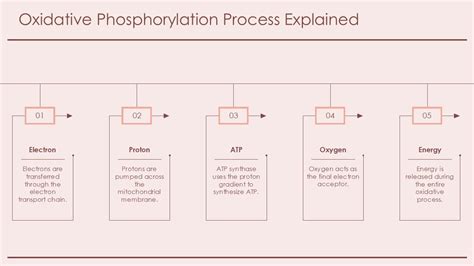 Oxidative Phosphorylation Process Explained Atp Synthesis Ppt Slides