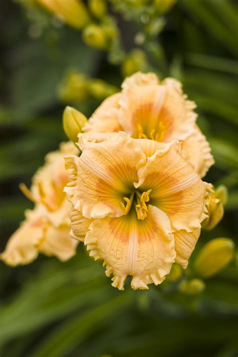 Rainbow Rhythm® Orange Smoothie Daylily Plant Addicts