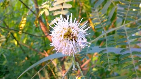 12 Sketsa Bunga Lamtoro Gambar Bunga Indah