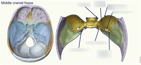 Middle Cranial Fossa Diagram Quizlet
