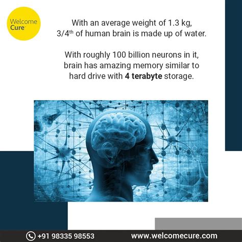 Human Memory Storage