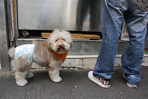 Dog Incontinence Products For Incontinent Dogs All About Bichon Frises