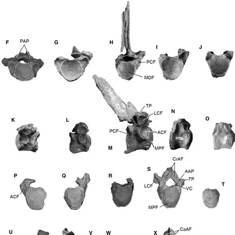 Lumbar Sacrum And Caudal Vertebrae A Cranial View Of 1st Lumbar B Download Scientific