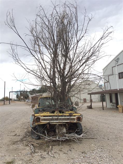 Dead Tree In A Dead Truck R AbandonedPorn