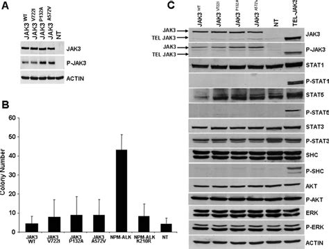 Transforming Activity Of Transfected Nih3t3 Cells With Different Jak3