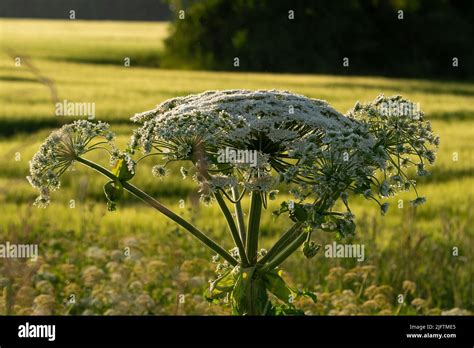 Cow Parsnip Heracleum Sosnowsky Field In Bright Sunset Light In
