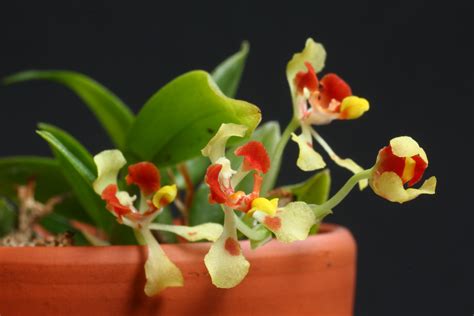 Oncidium Coloratum Care And Culture Travaldos Blog