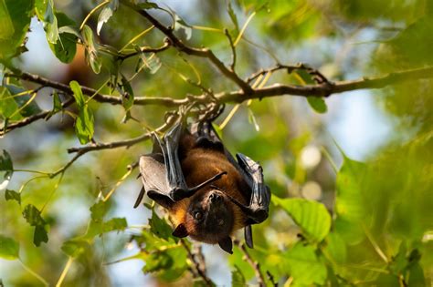 Discover The Diverse Bats Of India An Introduction