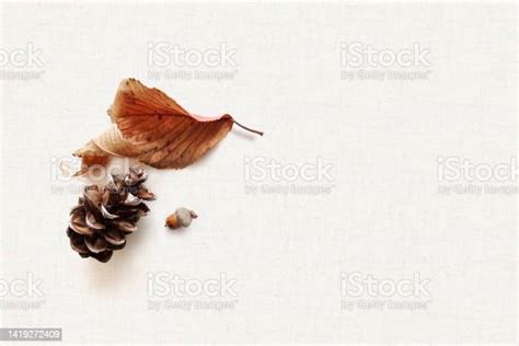 가을 베이지색과 갈색 배경의 빈 공간 말린 잎 소나무 콘 도토리 텍스처 천은 복사 공간입니다 0명에 대한 스톡 사진 및 기타 이미지 Istock