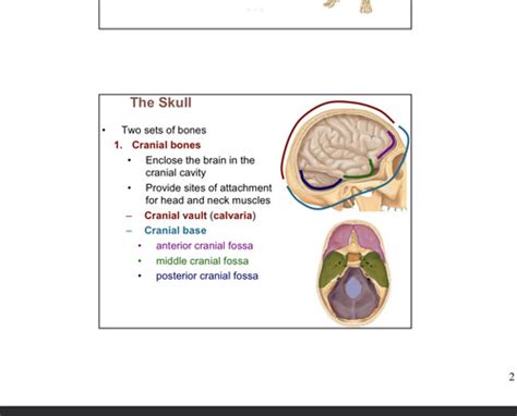 Anatomy Exam 4 Flashcards Quizlet