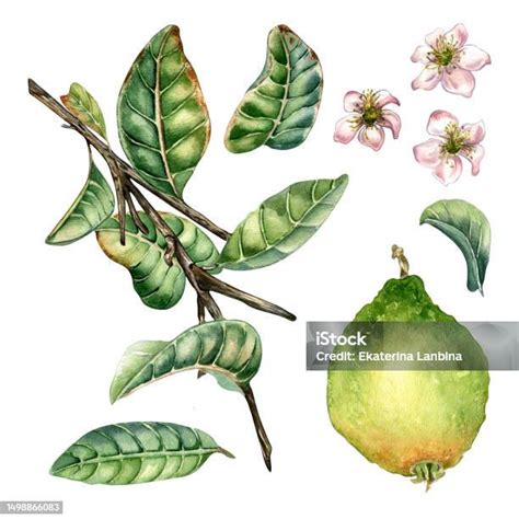 나무의 가지와 단일 구아바 과일 수채화 그림이 흰색 배경에 분리되어 있습니다 녹색 나뭇잎 구아자바의 꽃이 손으로 그려졌다 포장 포장 라벨 포스터 디자인 0명에 대한 스톡