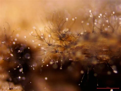 Genus Ceratostomella · Inaturalist