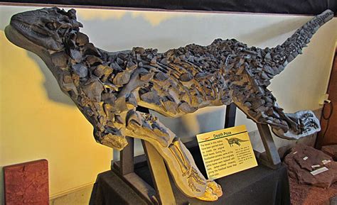 First Dinosaur Fossil