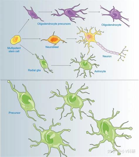 拯救绘图小白！6000张natureandscience期刊官方插图已打包！附赠科研与临床绘图ppt素材 知乎