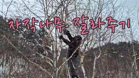 자작나무 잘라주기 Youtube