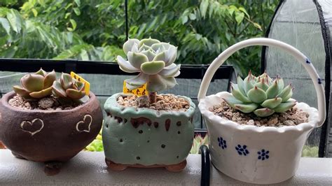 귀여운 꼬마 화분에 다육이들이 이쁘네요 페러독스군생 물들어가는 핑크샤페인 모닝듀도 이쁜색으로 물드네요~~~~~~~~💕 Youtube