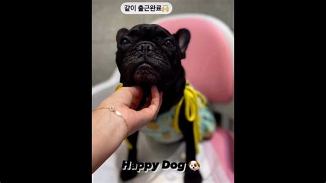 나는야 해피독 🐶 귀여운 프렌치불독 귀여운강아지 Youtube