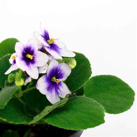 Mini Violeta Africana Decorativa Para Interiores Maceta 1u Multiflor