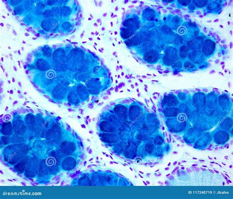 Goblet Cell Photos Free Royalty Free Stock Photos From Dreamstime