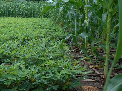 Sustaining Conservation Agriculture Initiatives Lessons From Malawi