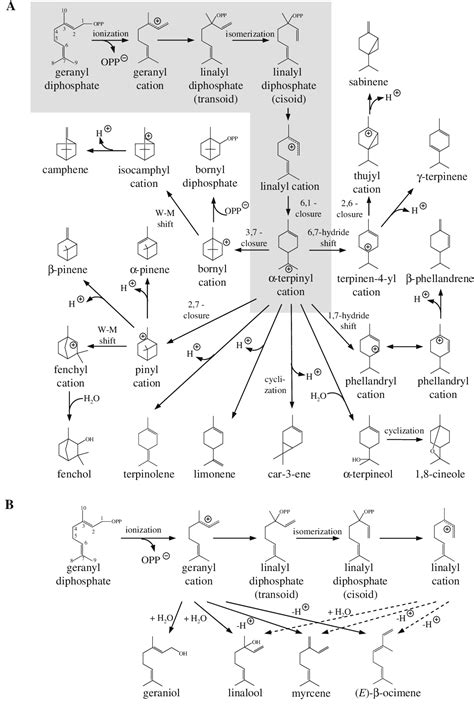 Figure 1 From Monoterpene And Sesquiterpene Synthases And The Origin Of