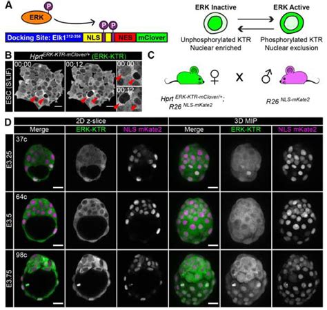 Figure From Live Visualization Of Erk Activity In The Mouse Blastocyst Reveals Lineage