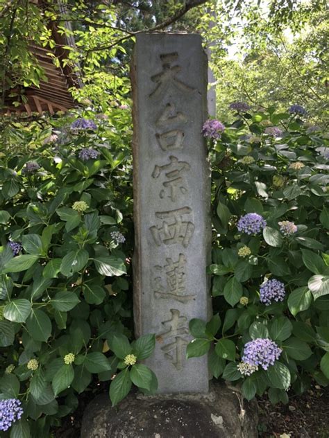 西蓮寺のあじさい 行方市観光協会