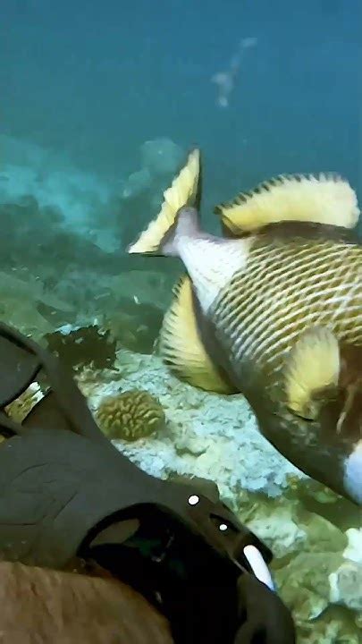 Triggered Triggerfish Youtube