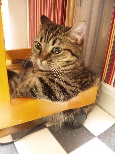 Whats Up Meow J Bro J Simpson