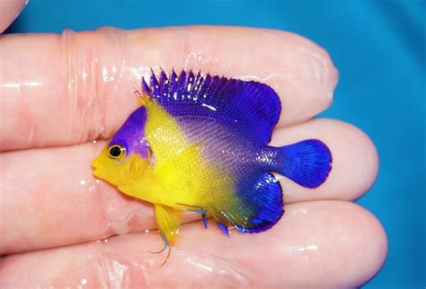 パープルタン 12cm前後 ハギ 海水魚 通販 販売 アクアスタイルユー 7999円 cher is