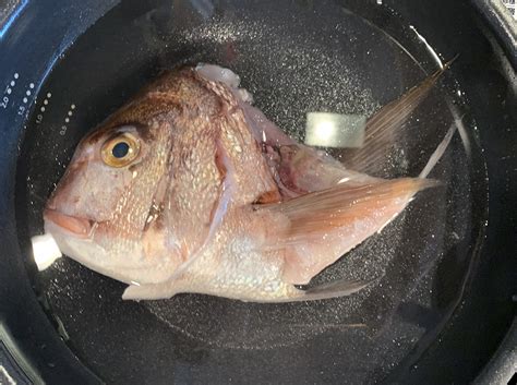 世界の食文化を知る①――フィッシュヘッド・カレー／シンガポール 〈エリア・スタディーズ〉200巻達成記念ページ Webあかし