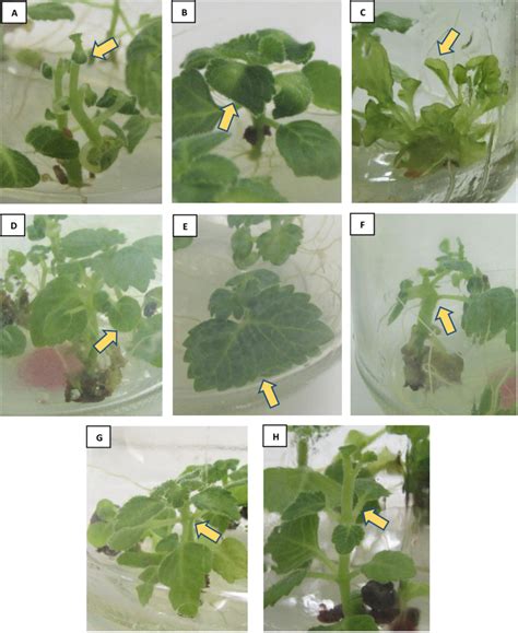 Variations In Plantlets Qualitative Characters After Download Scientific Diagram