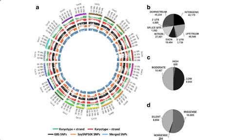 Snp Distributions Across The Soybean Genome V2 And Snp Effects Within Download Scientific