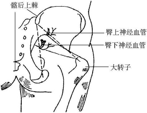 四、臀上、下血管神经 颈肩腰腿痛诊疗学 医学