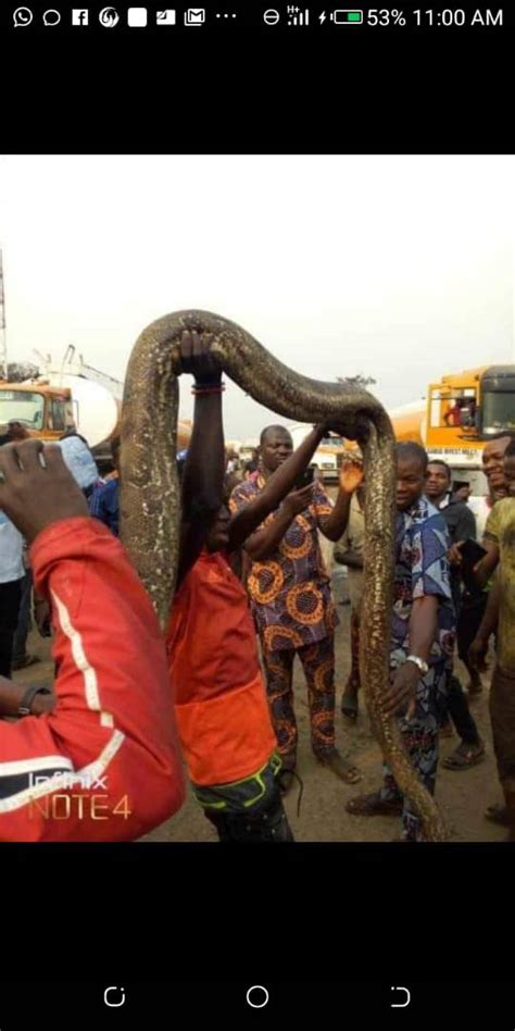 Massive Female Python Killed In Apapa Conoil Fueling Station Picture