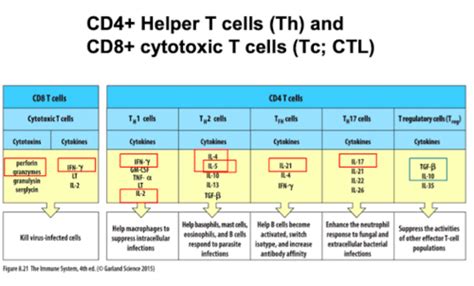 T Cell Function B Cell Development Flashcards Quizlet