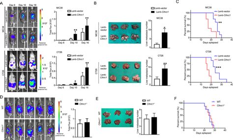Cthrc1 Derived From Crc Cells Promotes Hepatic Metastasis In A Mouse Download Scientific