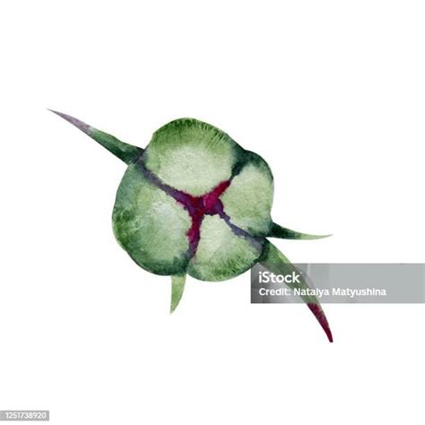 모란 꽃 핑크 버드 흰색 배경에 격리 된 손 수채화 그림 웨딩 인쇄물 초대장 축하 클립아트 엽서 생일을 위한 디자인 결혼식에 대한 스톡 벡터 아트 및 기타 이미지 Istock