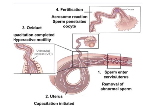 Sperm And Fertilization Flashcards Quizlet