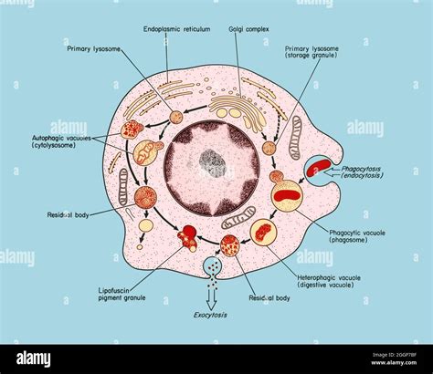 Lysosomes Diagram