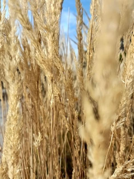 Premium Photo Texture Of Reed Grass Growing