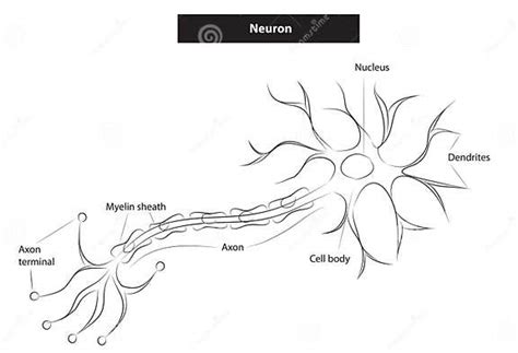 Estructura De Neuronas Motoras Ilustración Del Vector Ilustración De