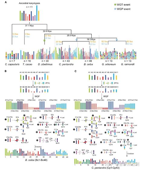 浙江大学方磊团队揭示了锦葵科物种基因组的进化过程以及天然纤维基因的起源与演化规律 知乎