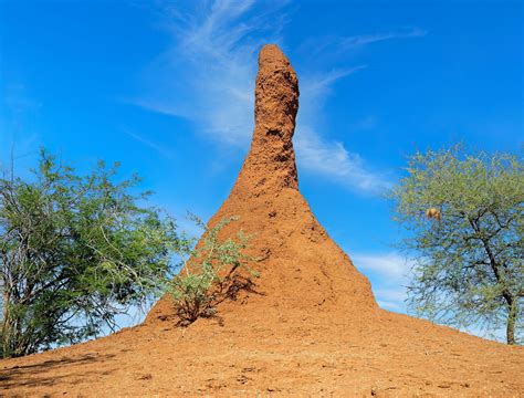 Termite Mounds